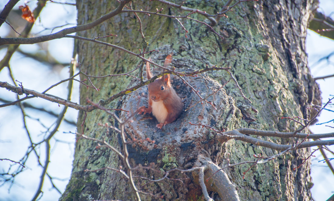 Garden Variety: Protect tree bark from occasional squirrel damage ...